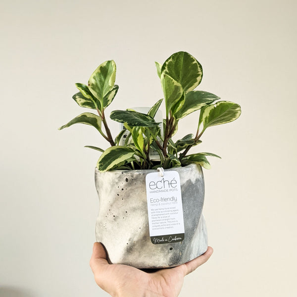 Eché Hemp & Coconut - SWIRL pot