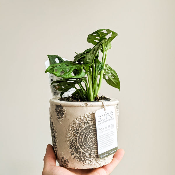 Eché Hemp & Coconut - OLD STYLE pot