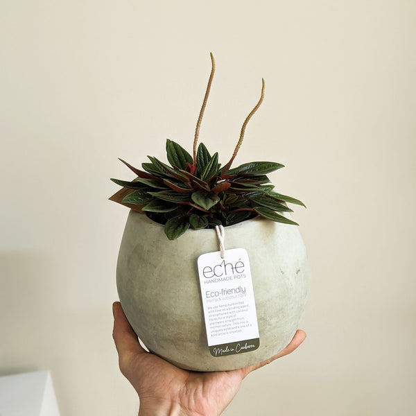 Eché Hemp & Coconut - KOALA pot LG