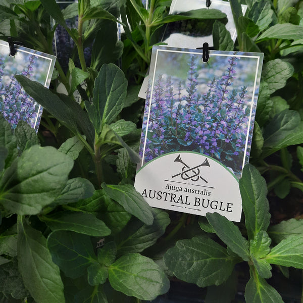 Ajuga australis Aussie Bugle 140mm