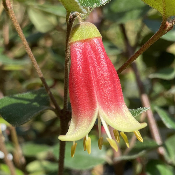 Correa Canberra Bells 140mm