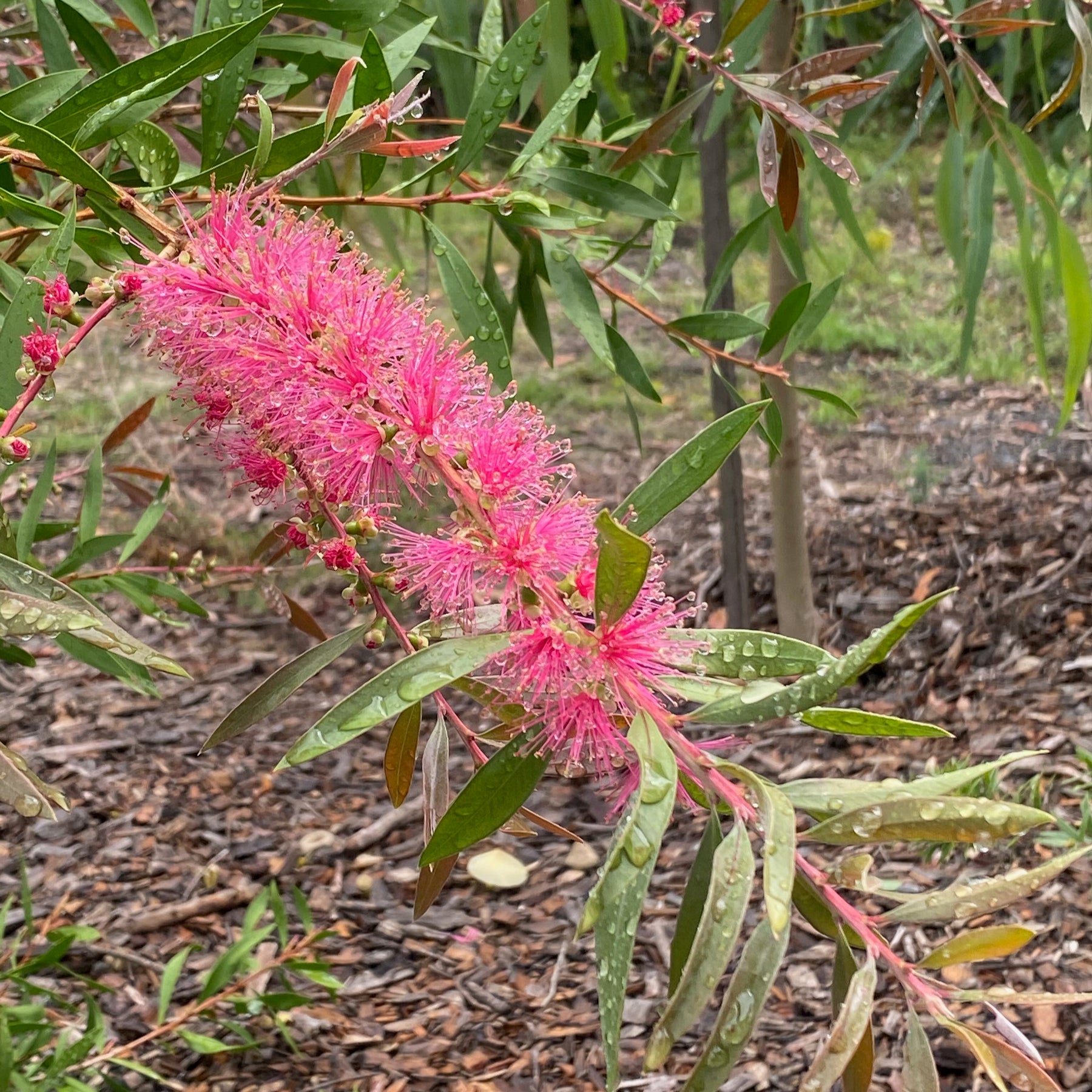 Callistemon - Bottlebrush
