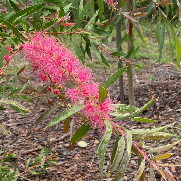 Callistemon Candy Pink 140mm