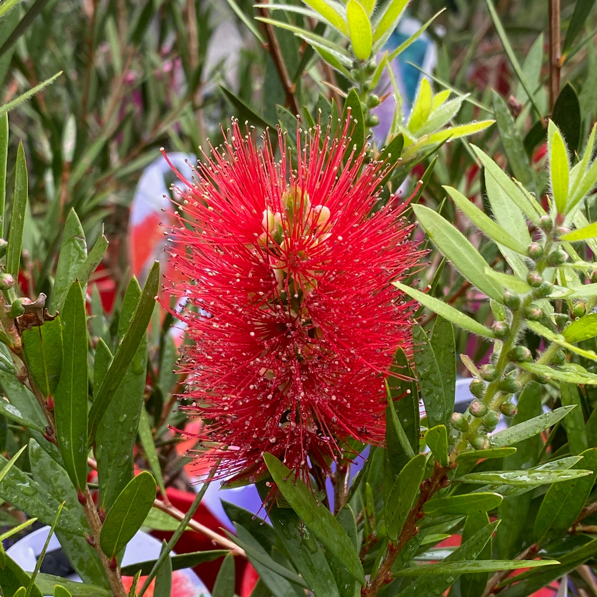 Callistemon Kings Park Special 140mm