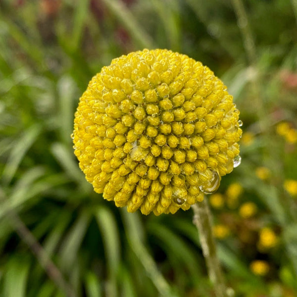 Pycnosorus globosus 'Billy Buttons' 140mm