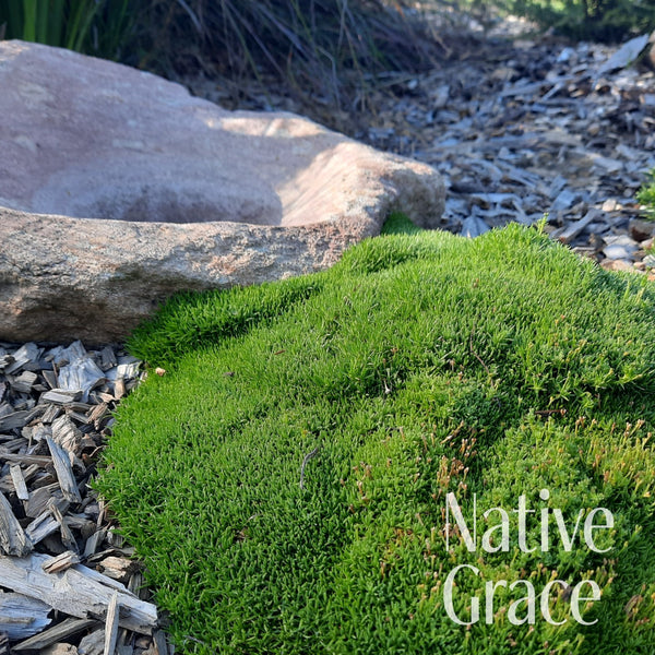 Scleranthus biflorus 'Lime Lava' 140mm