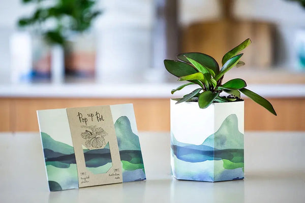 Pop Up Pot - by Sow 'n Sow