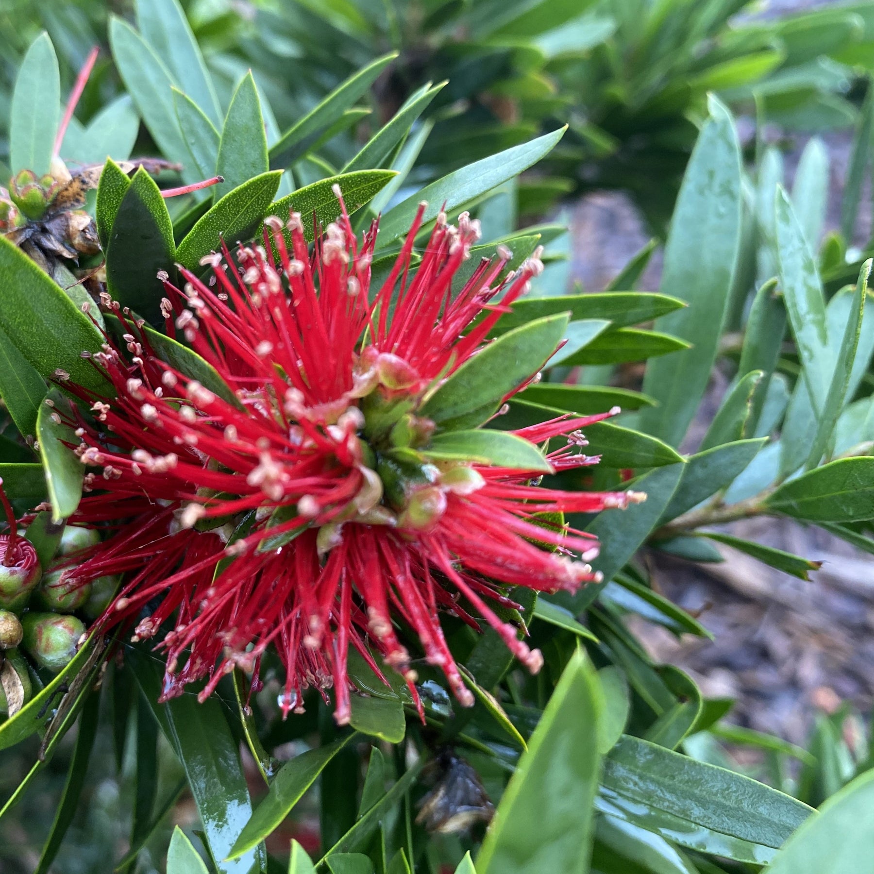 Callistemon - Bottlebrush