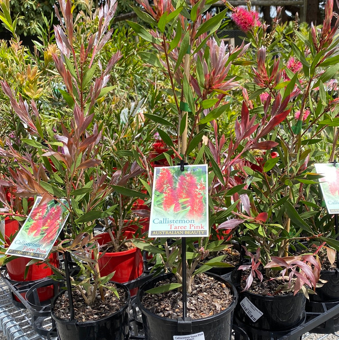 Callistemon - Bottlebrush